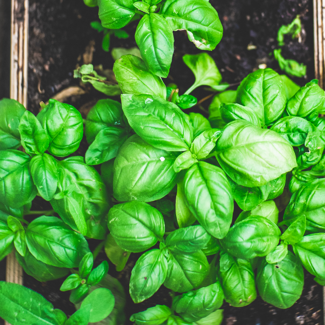 Garden Fresh Exotics - Fresh Fruit and Vegetable Delivery Glasgow